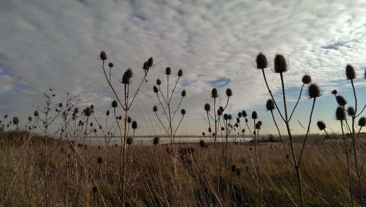 Mucking Marsh, 2016 - Essex Sounds